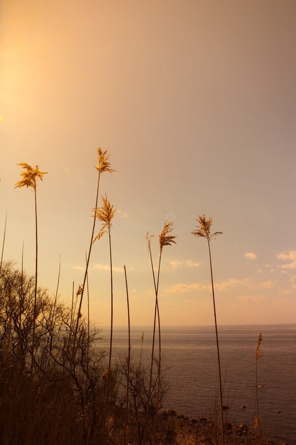 Tall Reeds stock image. Image of shore, landscape, ocean - 53344489