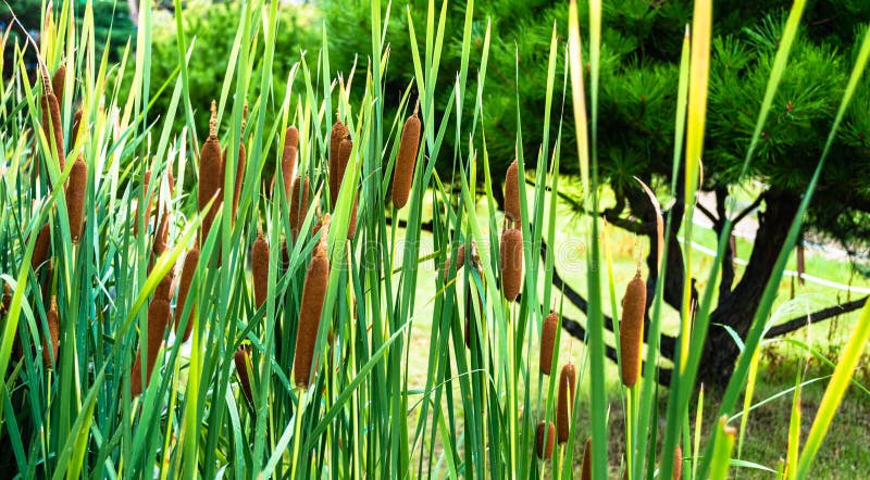 Tall Reeds in a Park stock photo. Image of tree, foreground - 76387890