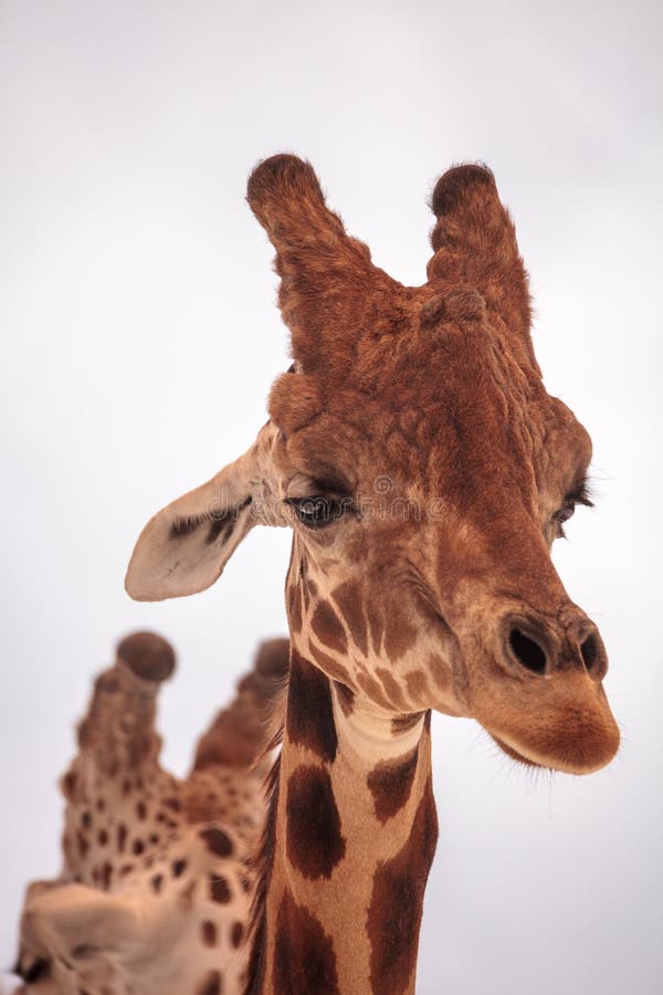 Tall Reticulated Giraffe Giraffa Camelopardalis Reticulata Stock Photo ... Tall Reticulated Giraffe Giraffa Camelopardalis Reticulata Stock Photo ...