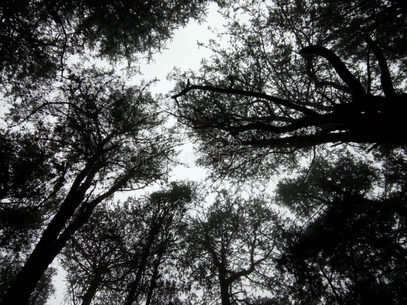 Trees meet secretly stock photo. Image of robust, pine - 117639476