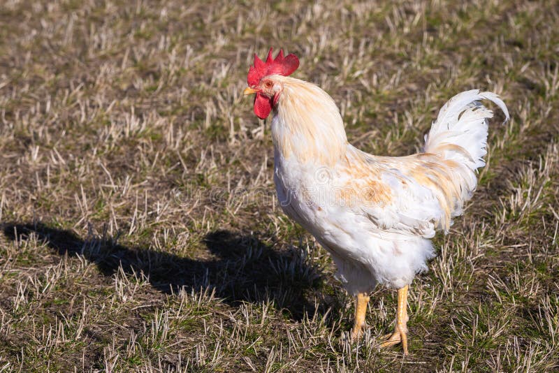426 Tall Rooster Stock Photos - Free & Royalty-Free Stock Photos from ...