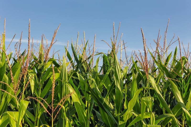 Tall corn plants 3422 stock image. Image of dinner, decorative - 158914835