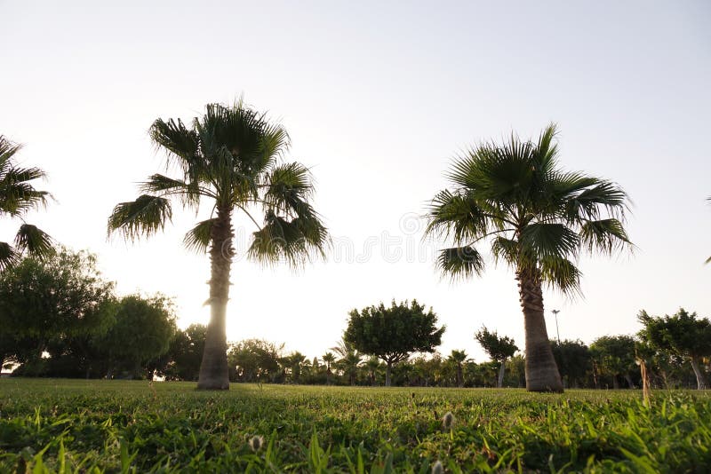 High Rows of Palm Trees Along the Footpath. Beautiful View of the ...