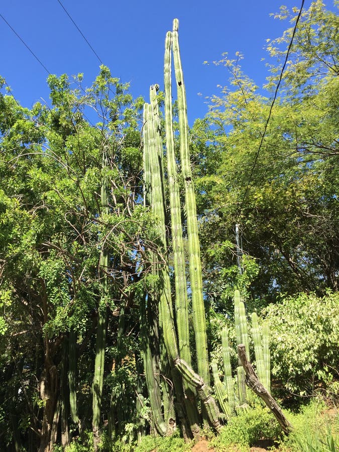 Tall Saguaro Cactus Tropical Tree Stock Photo - Image of white, green ...