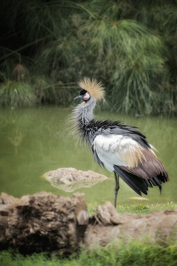 Tall Scraggly Gold Crowned Crane Bird Stock Photo - Image of feathers ...