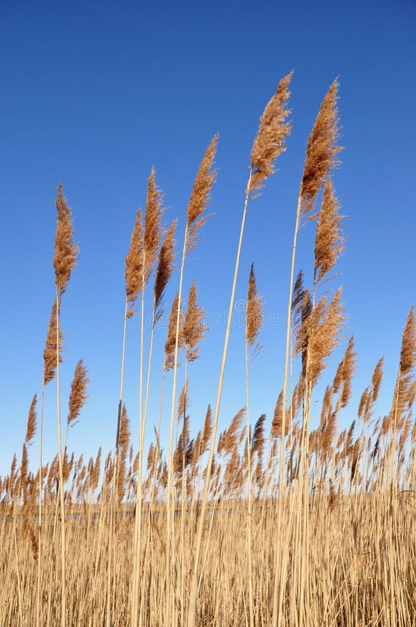 Tall Sea Reeds stock image. Image of stalks, emotive - 11366521