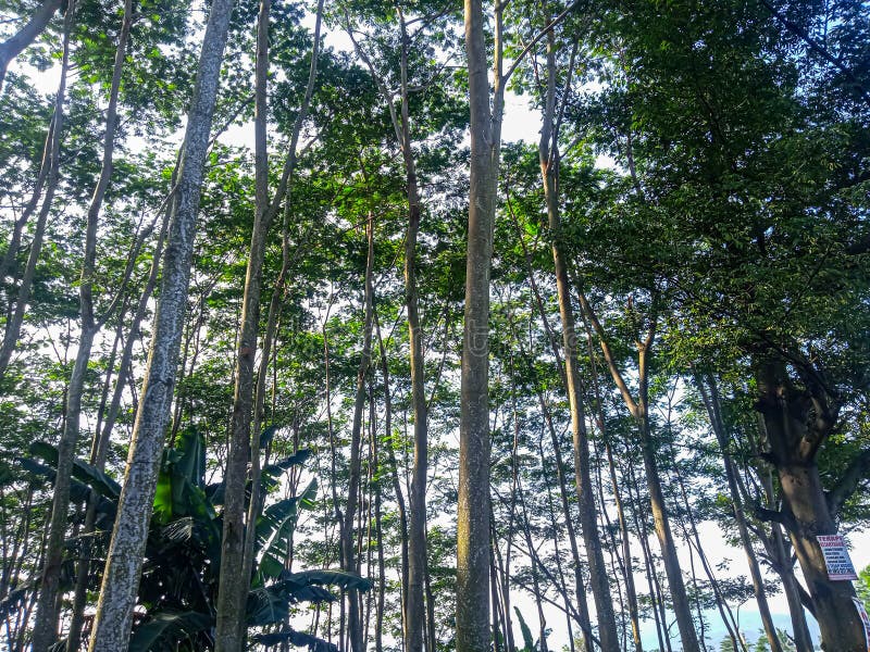 Tall Sengon Tree Forest Stock Photos - Free & Royalty-Free Stock Photos ...