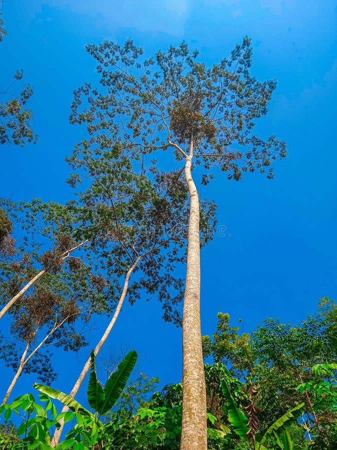 Tall Sengon Tree Under the Clear Blue Sky Stock Image - Image of clear ...