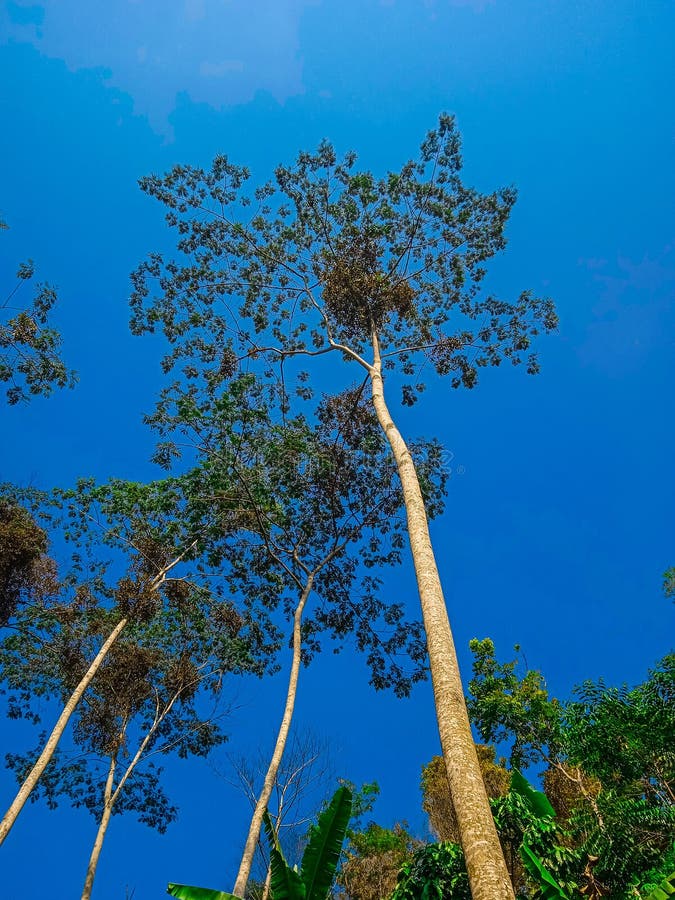 Tall Sengon Tree Under the Clear Blue Sky Stock Photo - Image of blue ...