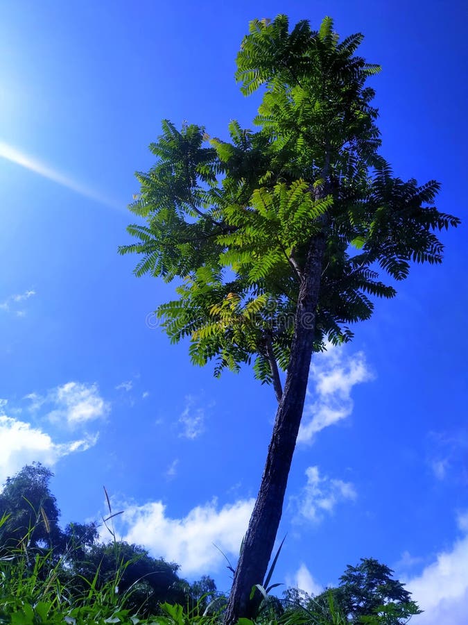 What a Beautiful Shady Tree Stock Image - Image of shady, tall: 280461703