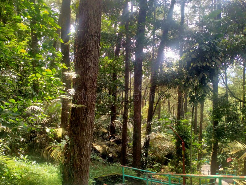 Tall, Shady Trees with Sunlight Shining through Stock Photo - Image of ...