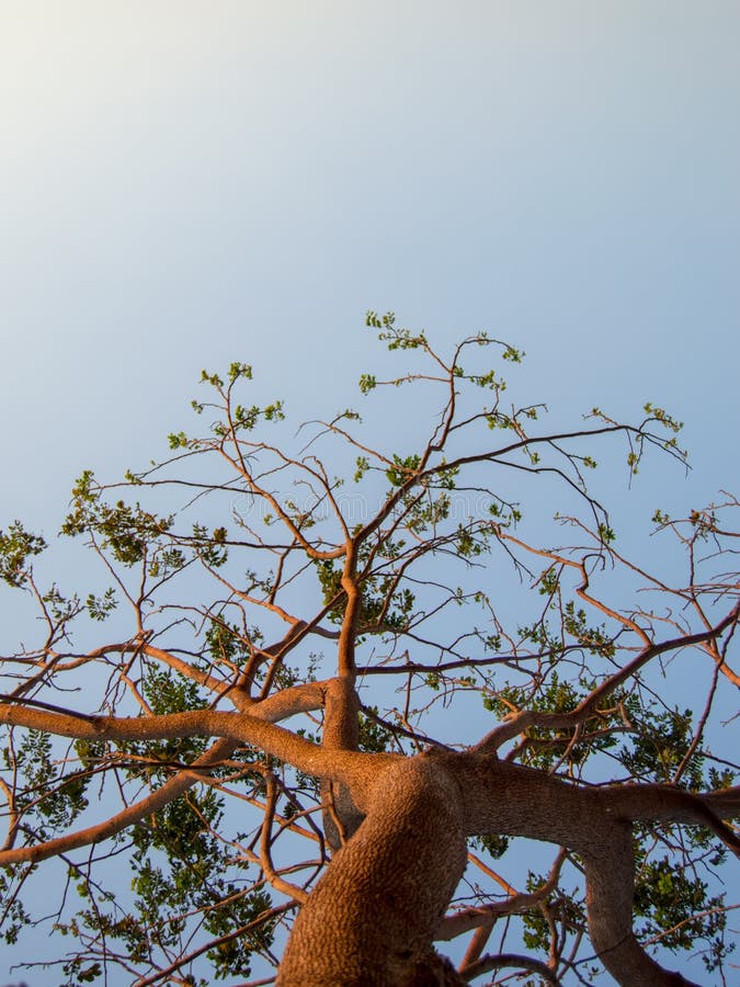 Tall and shady pule trees stock image. Image of green - 288259453