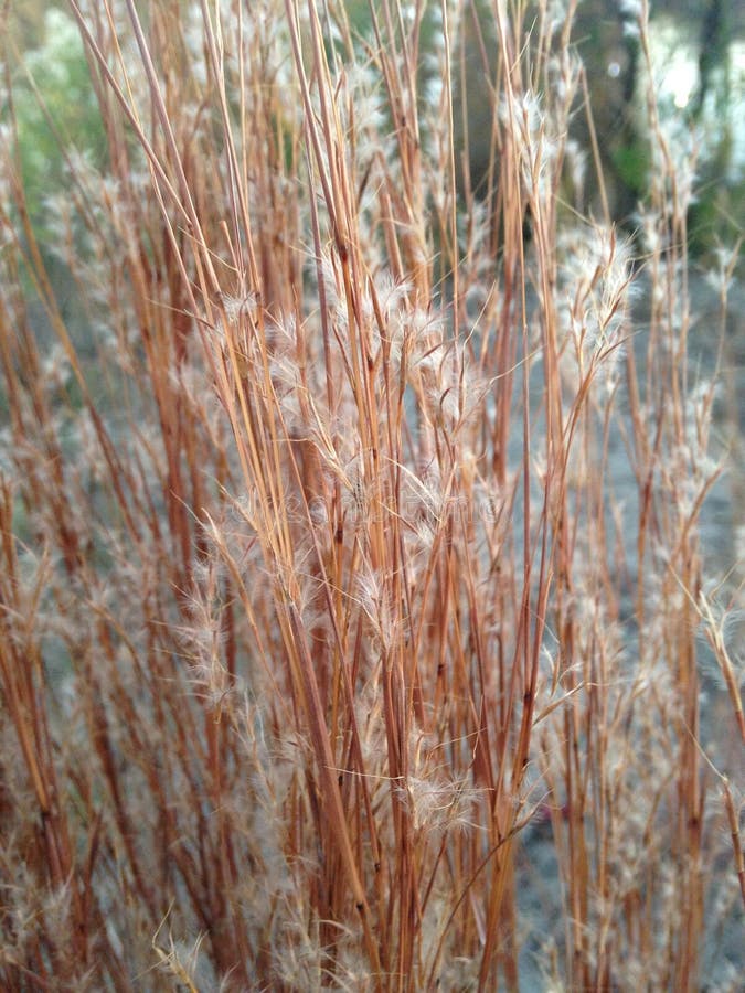 Tall Swamp Grass Stock Photos - Download 1,903 Royalty Free Photos