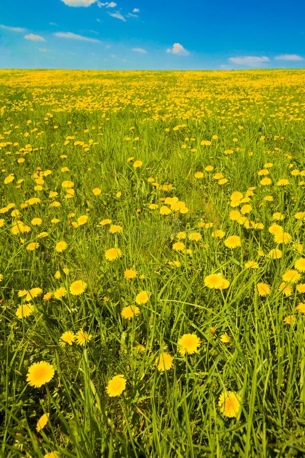 Tall shot of spring meadow stock photo. Image of garden - 30881674