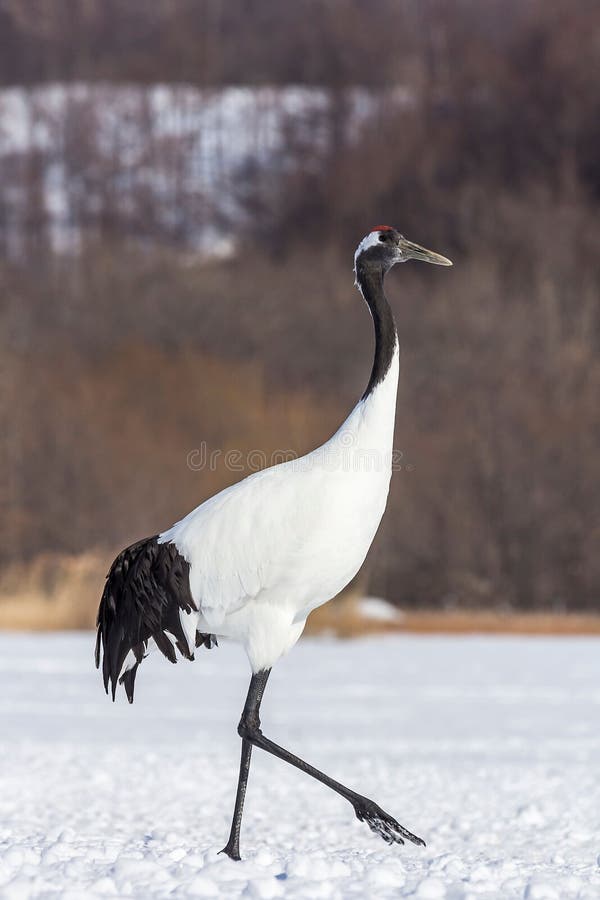 Tall Siberian Crane Stands in a White, Snow-covered Field Stock Photo ...