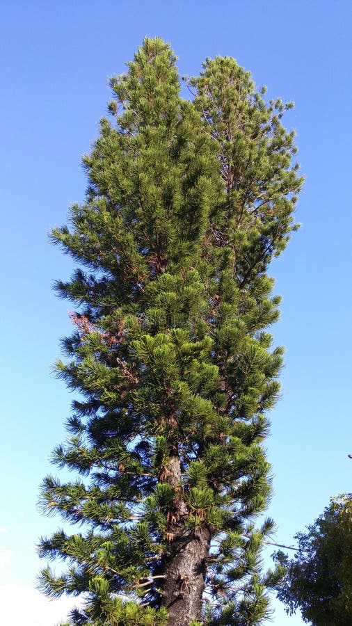 Tall Single Pine Tree Up Close Stock Photo - Image of trees, close ...