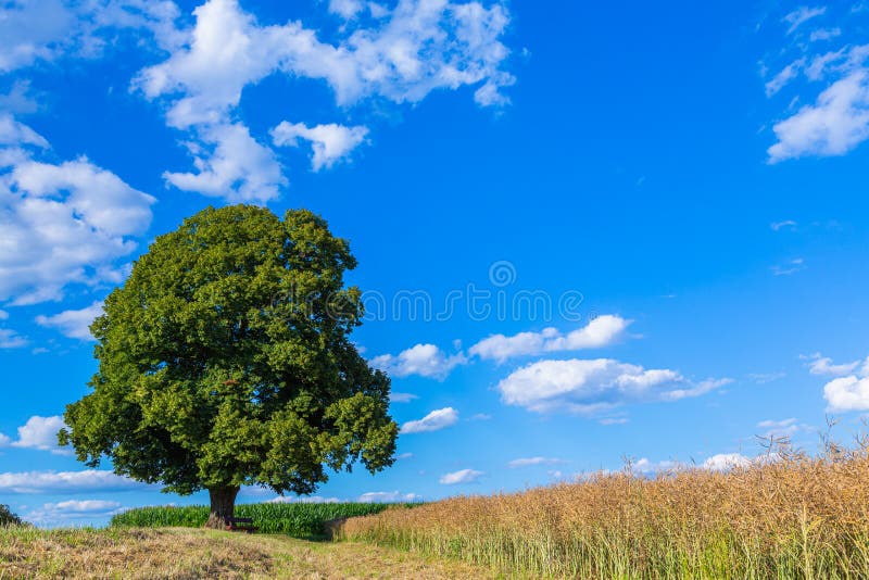 Landscape with a Big Limewood Tree Stock Image - Image of single ...