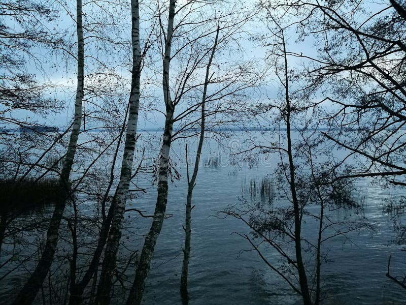 Elektrenai Lake and the Forest Stock Image - Image of nature, reedlike ...