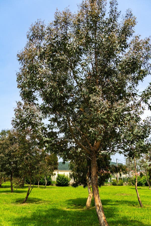 Tall, Slender Eucalyptus Glauca (Eucalyptus Caesia) Tree with Drooping ...