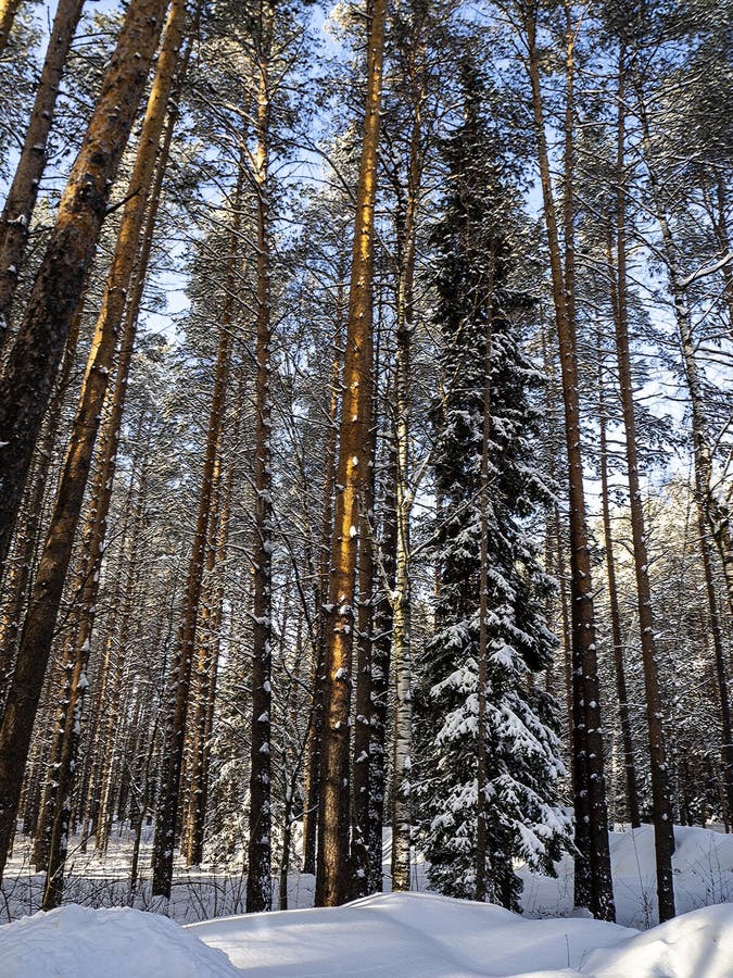 Tall Slender Spruce in a Pine Forest Covered with Snow. Winter Forest ...