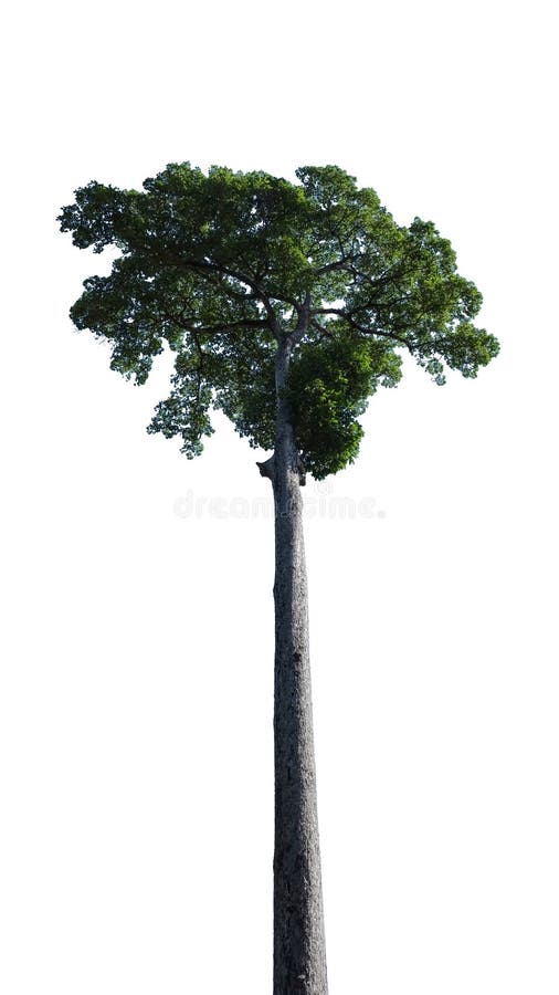 Tall, Slender Tree Trunk with a Lush Canopy, Perfect Tree Isolated on a ...
