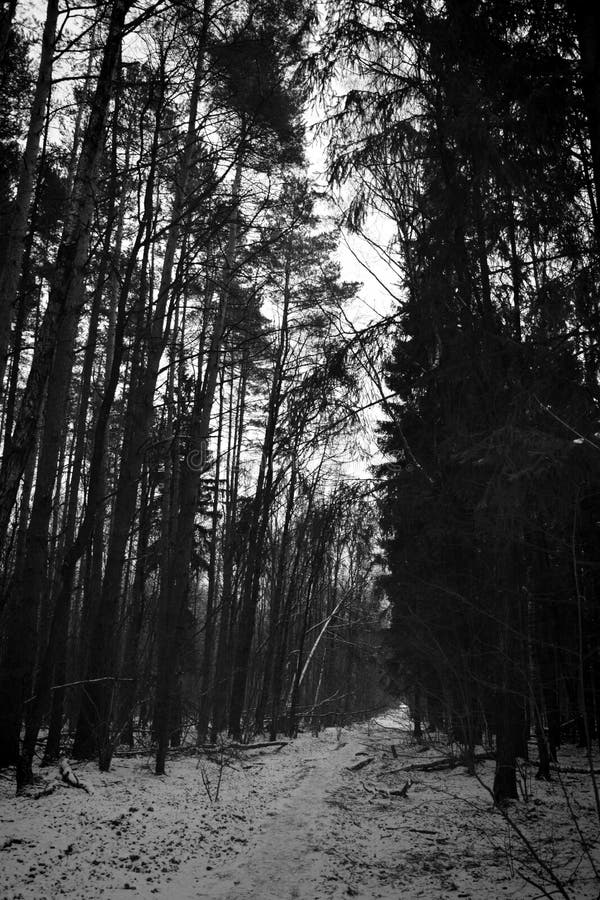 Winter Forest stock photo. Image of sparse, thin, overhead - 367270570