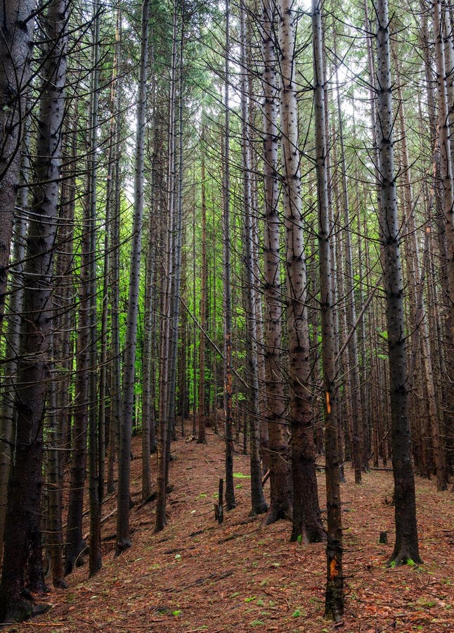 A Summer Path in the Fresh Green Forest Stock Image - Image of woodland ...
