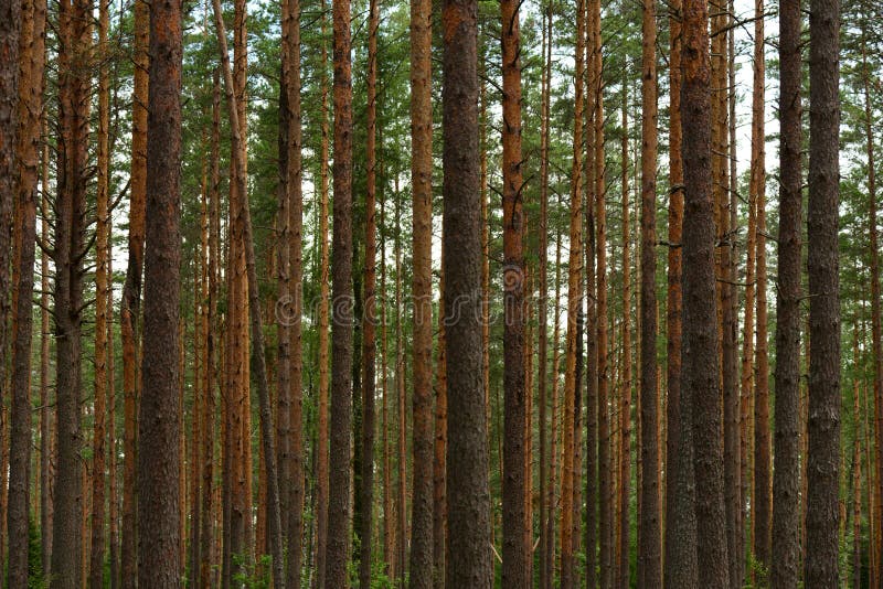 Tall Slender Trunks of Pine Forest Trees in the Summer Morning Light ...