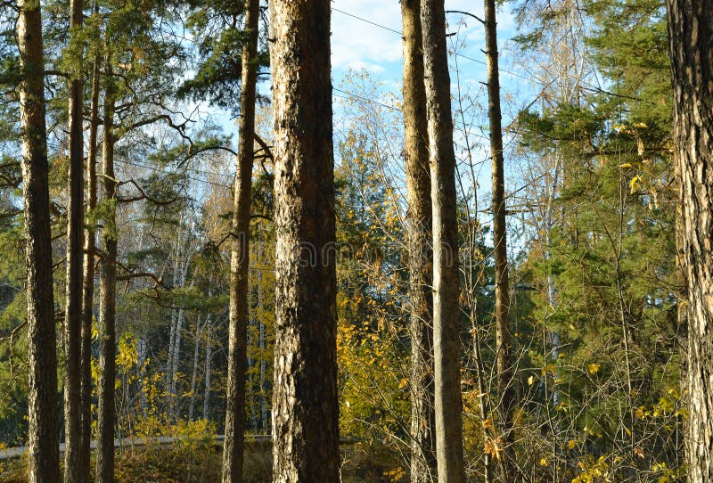 The Tall, Slender Trunks of the Pine Trees in the Autumn Woods Under ...