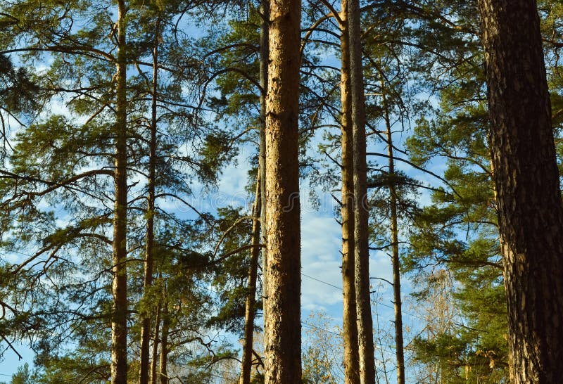 The Tall, Slender Trunks of the Pine Trees in the Forest Under the ...