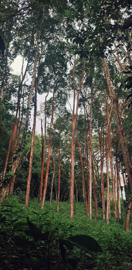 Tall and Slim Trees in a Forest with Grass Below Stock Photo - Image of ...