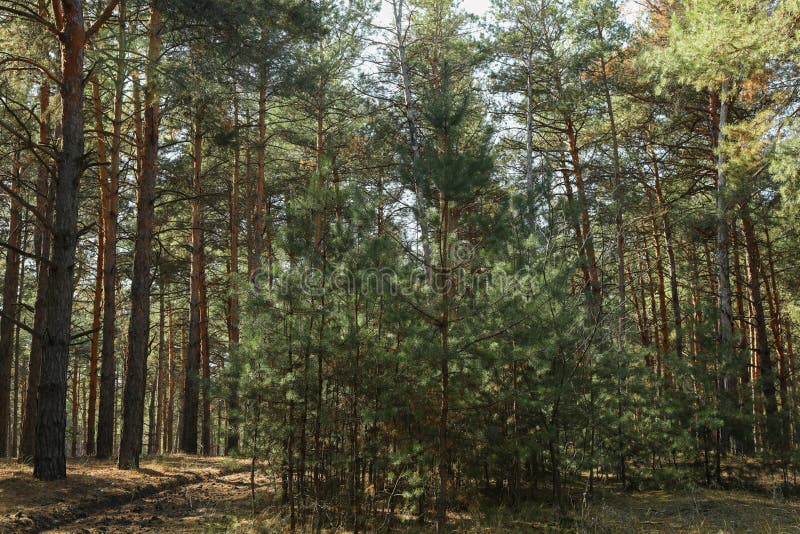 Tall and Small Pine Trees in Forest. Beautiful Day Stock Photo - Image ...