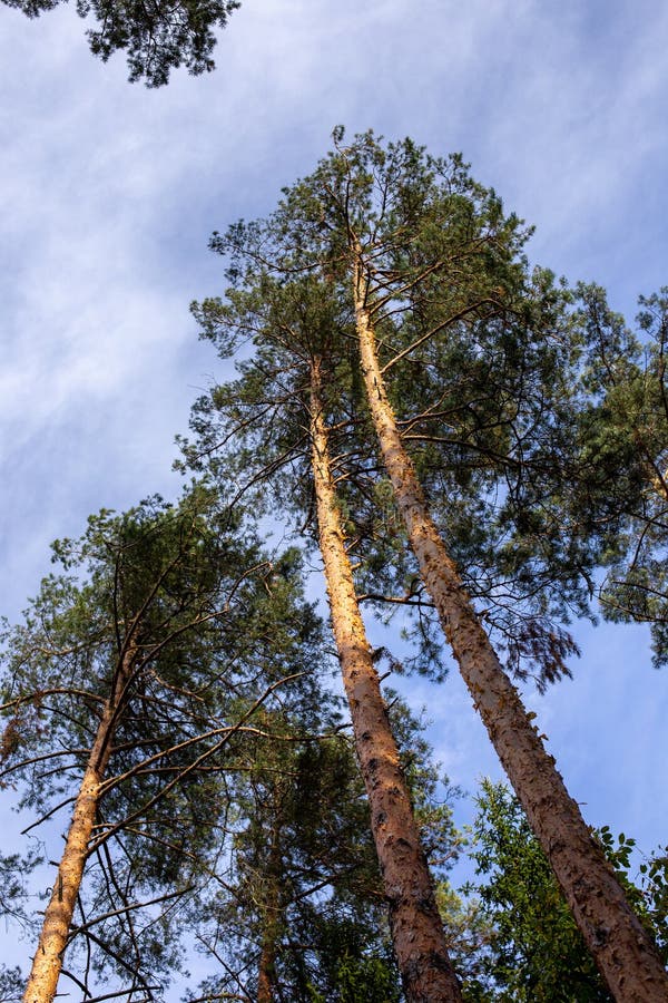 A Tall and Smooth Tree, a Pine Tree Under a Beautiful Sky and an ...
