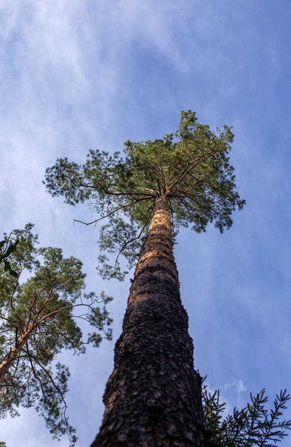 A Tall and Smooth Tree, a Pine Tree Under a Beautiful Sky and an ...