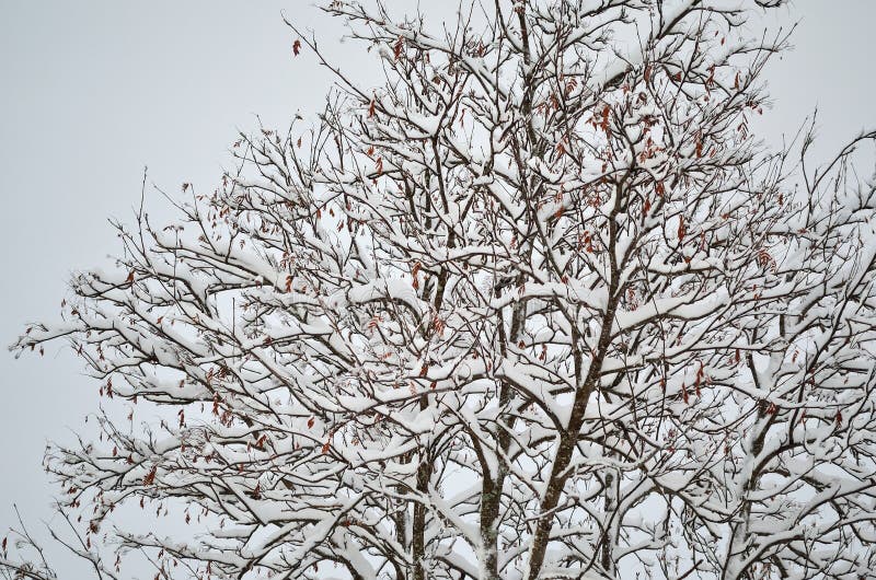 Tall snow covered tree stock photo. Image of branches - 100450804
