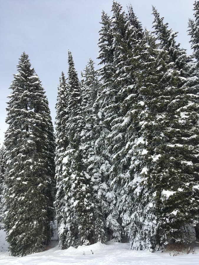 Snowy trees in Montana stock photo. Image of conifers - 133072322