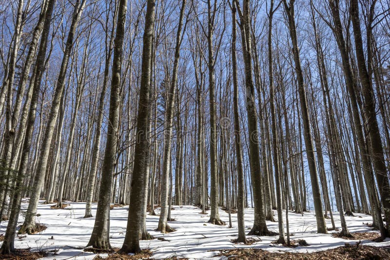 Tall snowy Mountain stock image. Image of snowy, landscape - 172840707