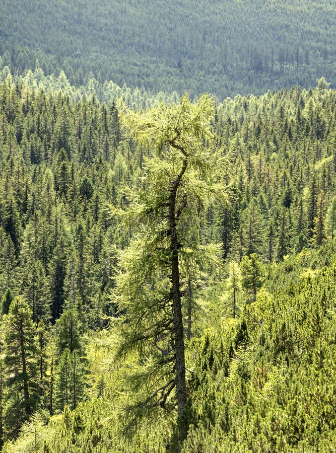 Tall Solitary Tree Standing Amidst a Vast Forest of Dense Evergreen ...