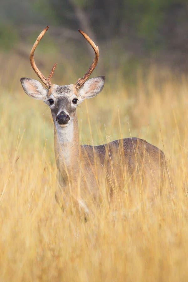 Whitetail Deer Spike Buck Stock Photos - Free & Royalty-Free Stock ...