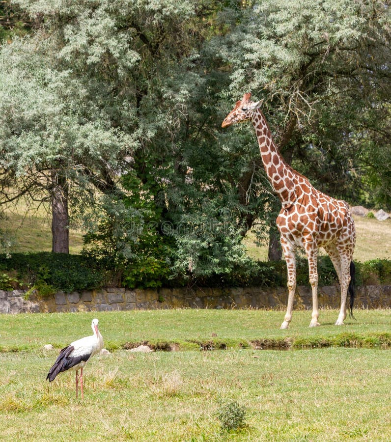 A Tall, Spotted Giraffe Walks through the National Park with Other ...