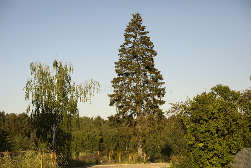 The Tall Spruce Trees on the Shore of the Blue Lake during the Daytime ...