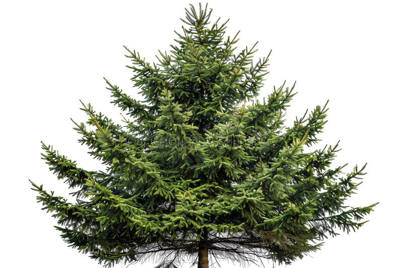 Tall Spruce Tree, Dense with Needles, Isolated on White for High ...