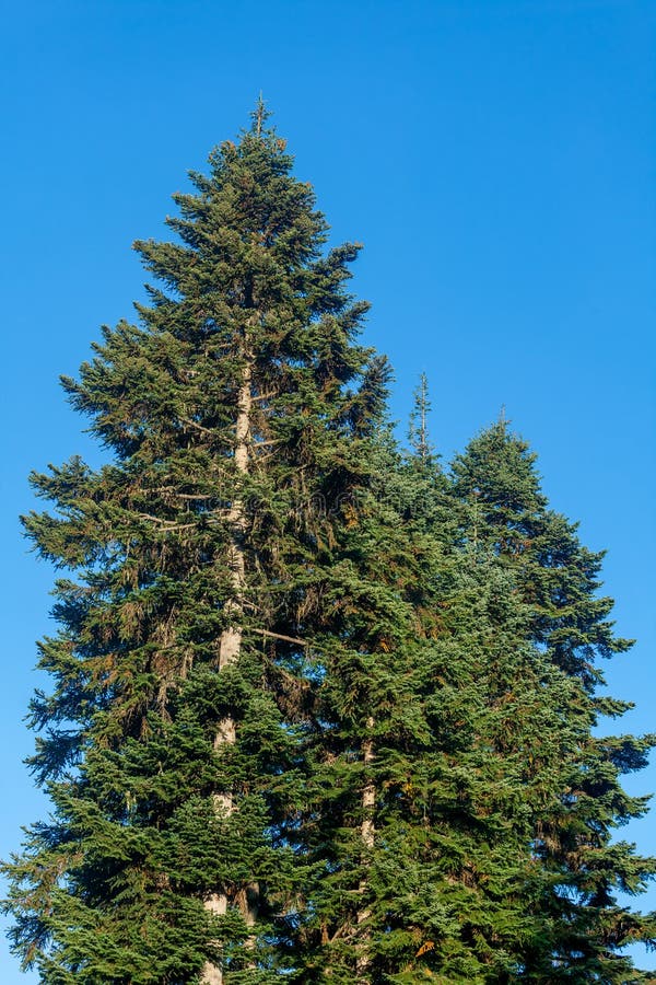 Tall Spruce Tree Standing by the Road with Beautiful Blue Sky on ...