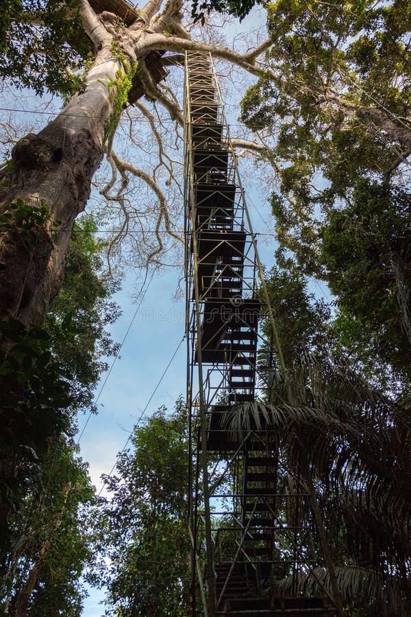 A Tall Staircase Leading To the Top of a Giant Tree Editorial Photo ...