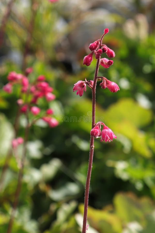 A Tall Stalk of Pink Flowers on a Heuchera Plant Stock Image - Image of ...