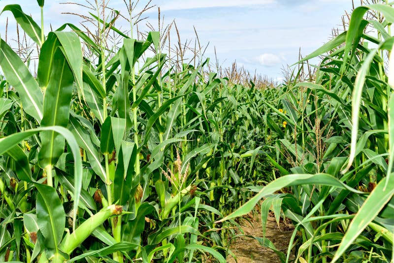 Cornfield. Rows of High Corn in the Field. Stock Image - Image of food ...