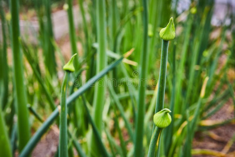 Tall Stems with Budding Flowers Getting Ready To Bloom in Spring Stock ...