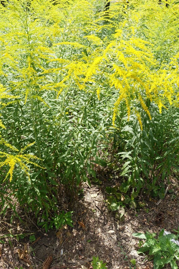 Tall Stems of Solidago Canadensis with Yellow Flowers Stock Photo ...