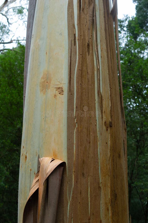 Tall Straight Eucalyptus Tree Stock Image - Image of scenic, closeup ...