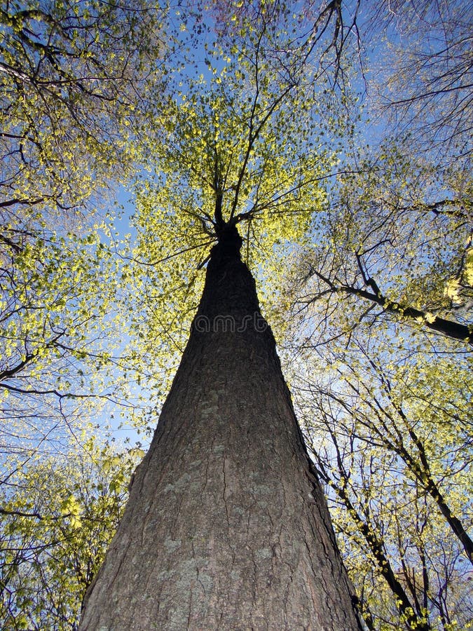 Tall Straight Tree Against Blue Sky Stock Photo - Image of tops ...